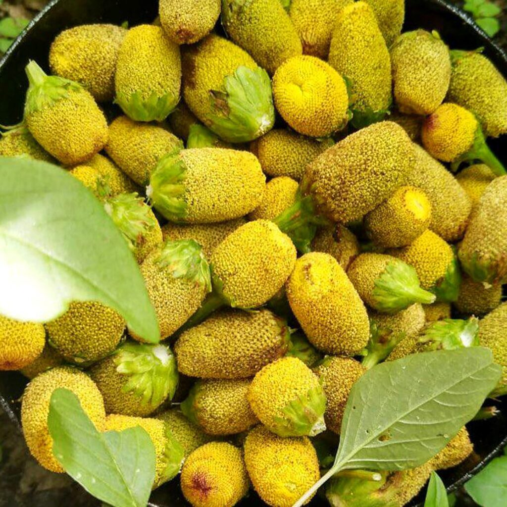 Portfólio | Grupo Centroflora